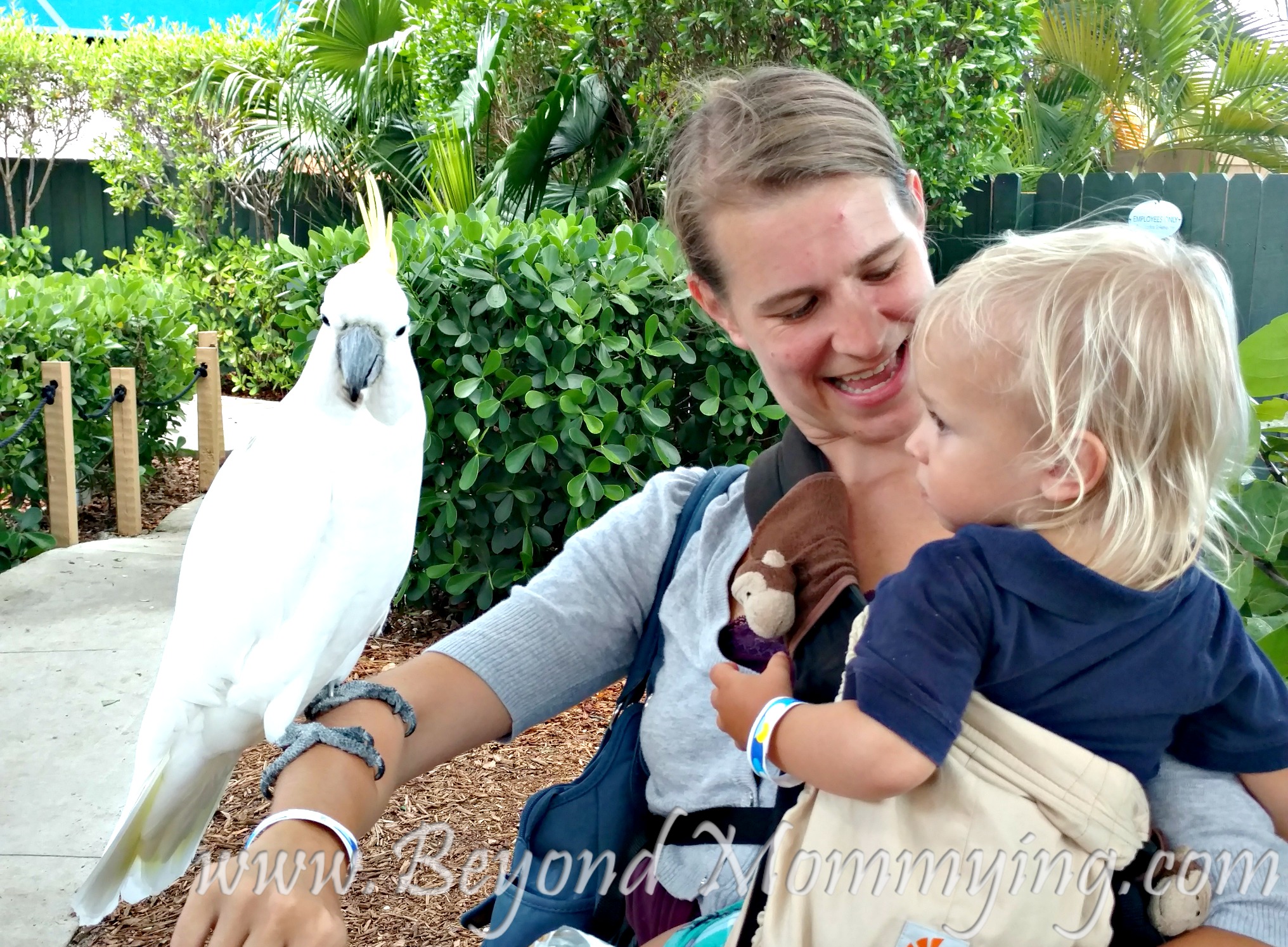 Get Up Close with Sea Animals at the Miami Seaquarium