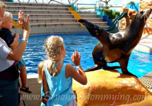 Get Up Close with Sea Animals at the Miami Seaquarium